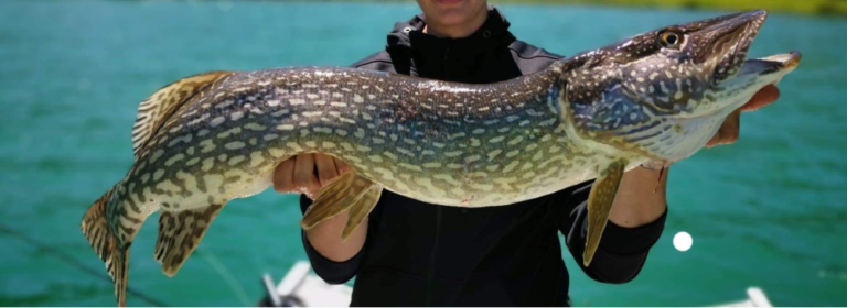 Fische im Lungerersee - Fischerparadies Lungern